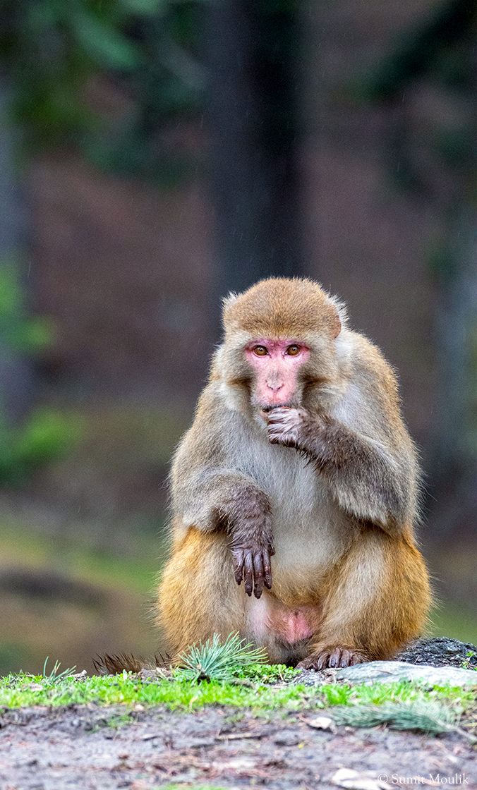 Galleries - SUMIT MOULIK